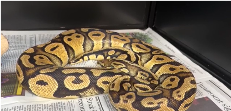San Bernardino Family Reunited With Missing Pet Python Found at In-N-Out Drive-Thru